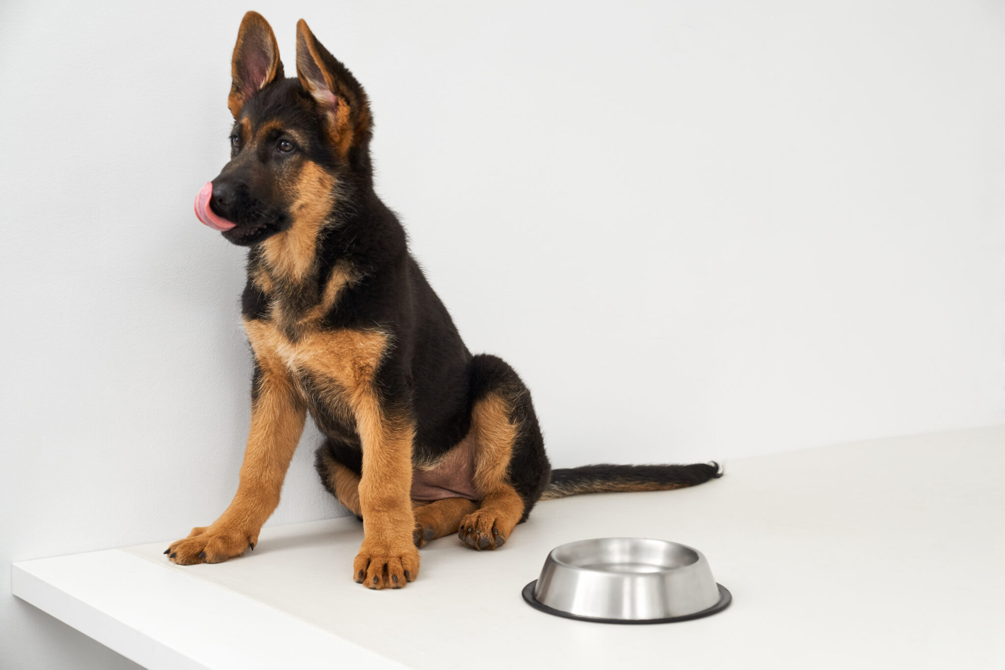 ¿Qué deben comer los perros cachorros? - Instituto Good Dog